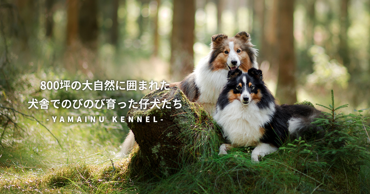 やまいぬ犬舎｜大阪府豊中市上野東の大自然に囲まれて育った犬を販売
